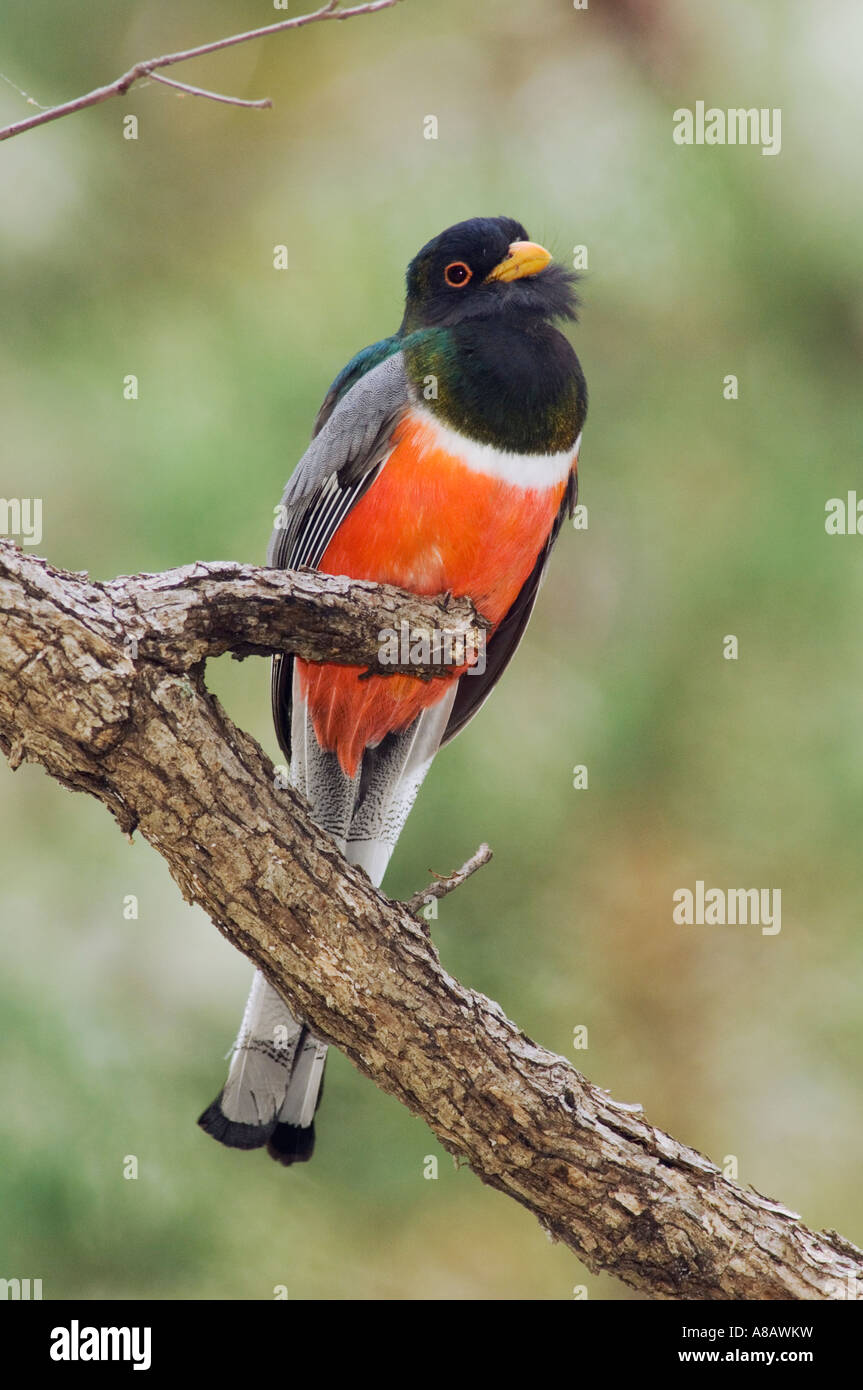 Elegant Trogon Trogon elegans male calling Madera Canyon Arizona USA ...