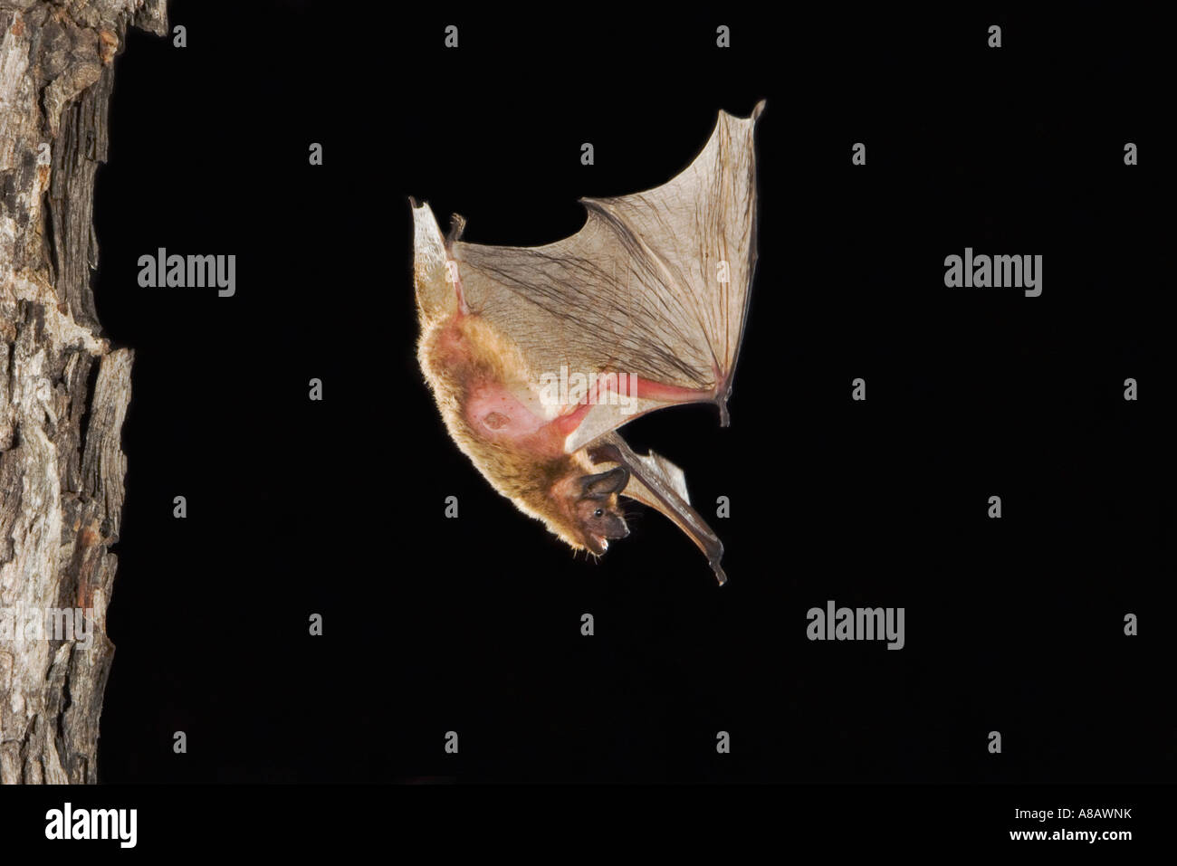 Evening bat nycticeius humeralis hi-res stock photography and images ...