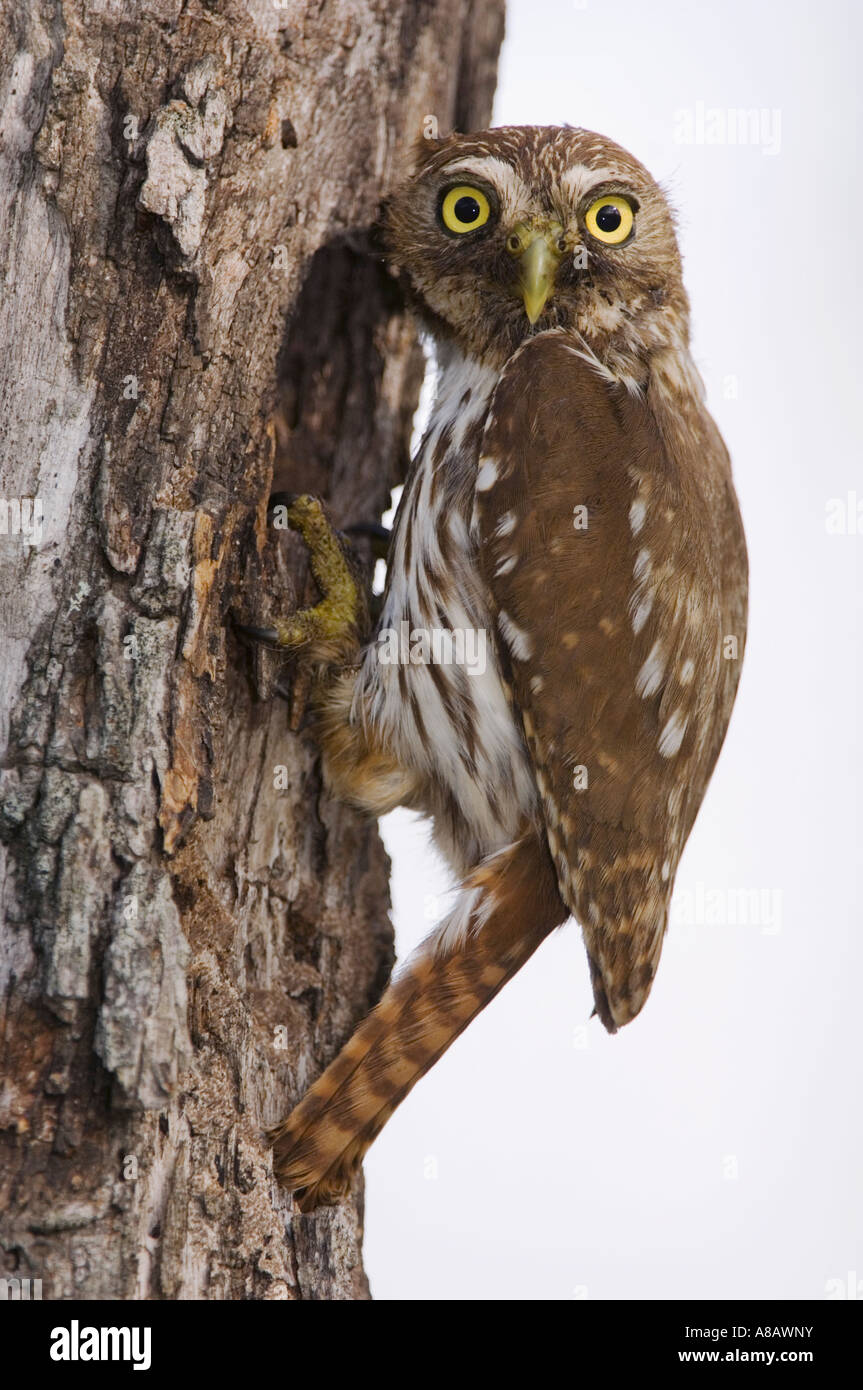 Ferruginous Pygmy-Owl Glaucidium brasilianum adult at nesting cavity ...