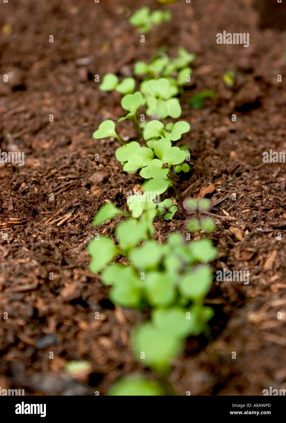 Shoot cycle of life hi-res stock photography and images - Alamy