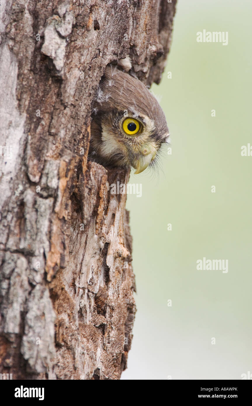 Northern Pygmy Owl Nest