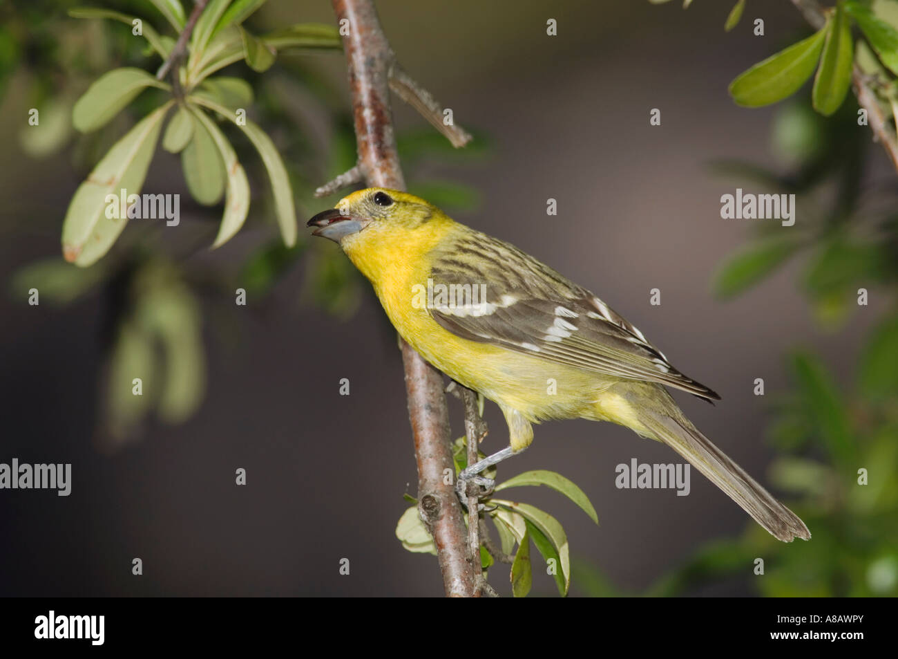 Flame-colored Tanager Piranga bidentata female Madera Canyon Arizona ...