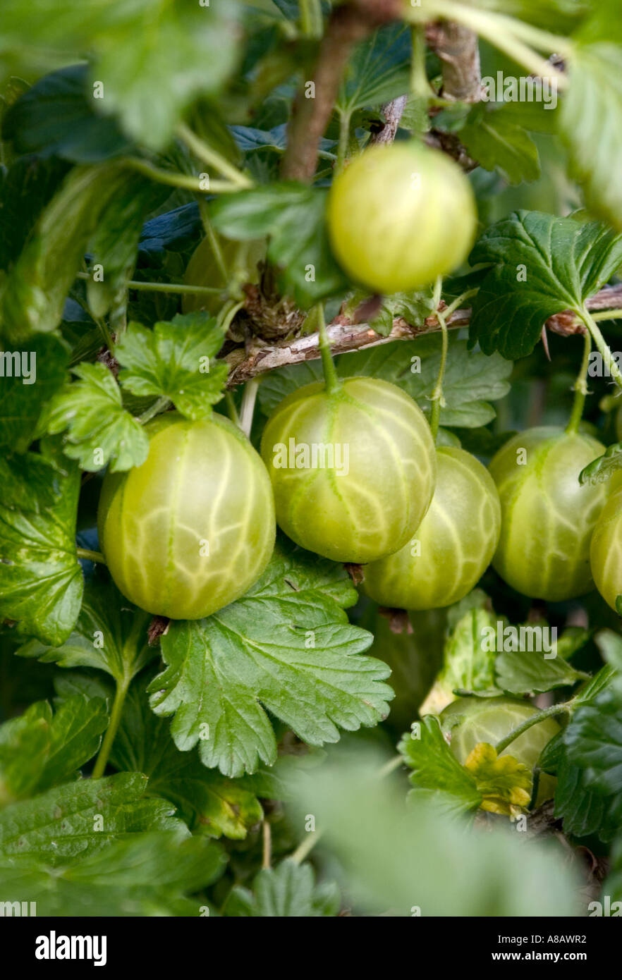Fresh gooseberries growing on hi-res stock photography and images - Alamy