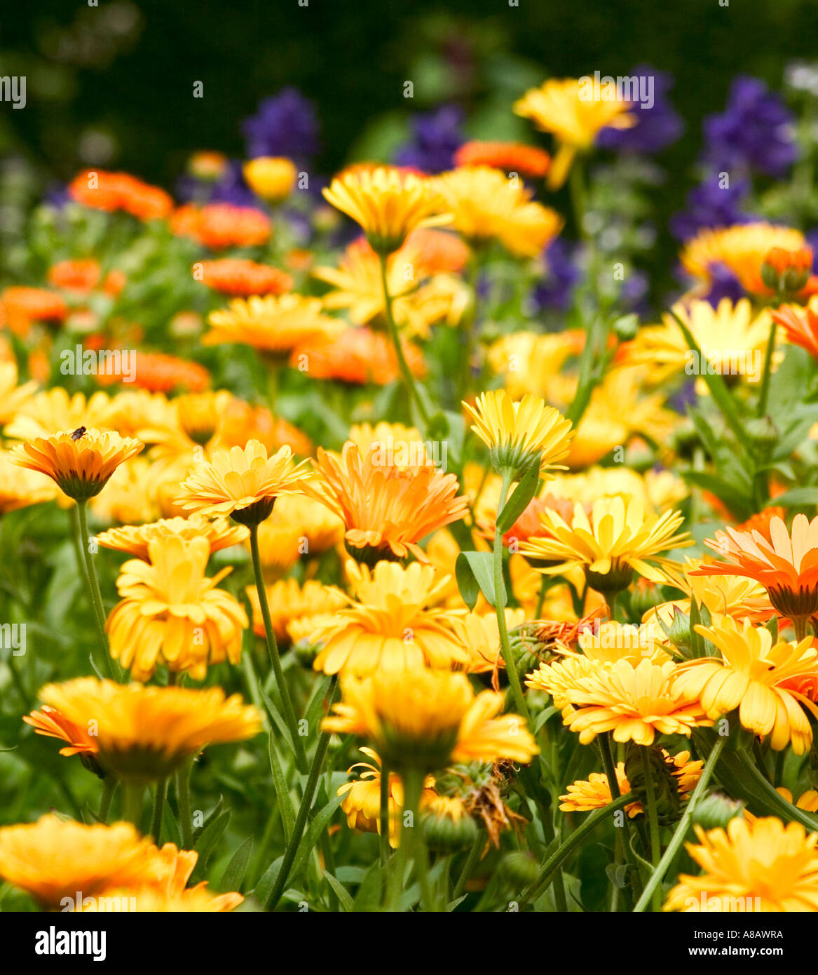 Marigolds culinary hi-res stock photography and images - Alamy