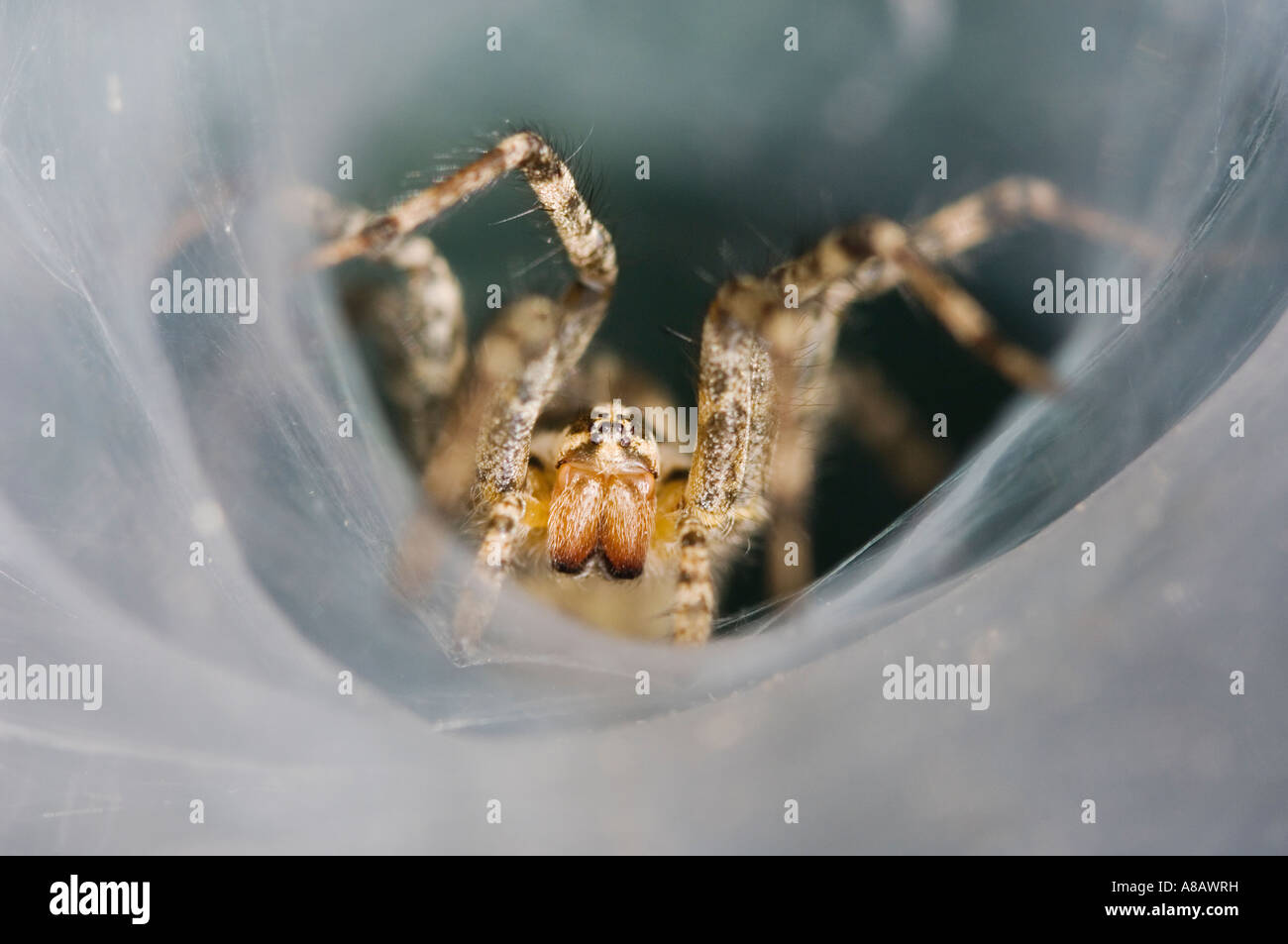 Funnel web hi-res stock photography and images - Alamy
