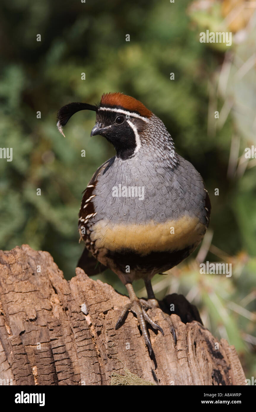 Gambel's Quail Callipepla gambelii male Tucson Arizona USA September ...