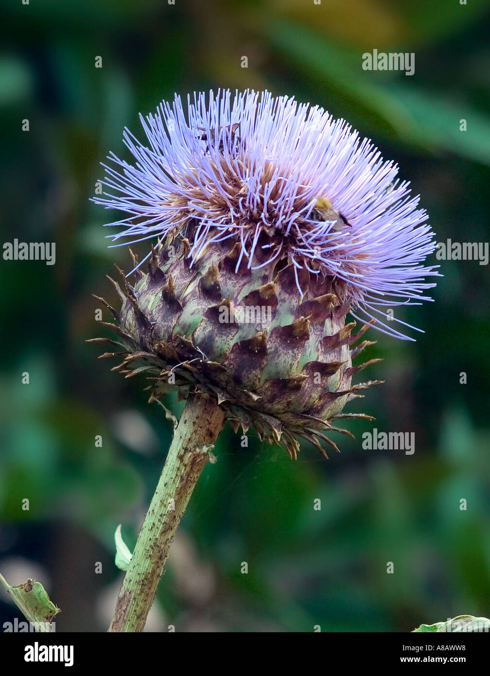 Natural shot of a flowering cardoon 'Cynara Cardunculus' against a soft ...