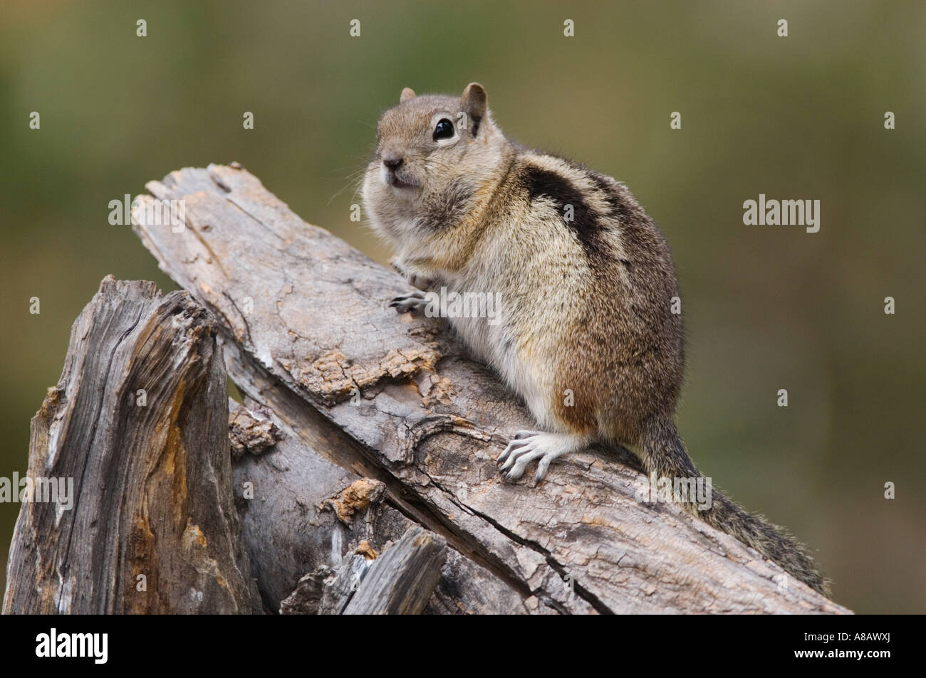 Cheek pouches hi-res stock photography and images - Alamy