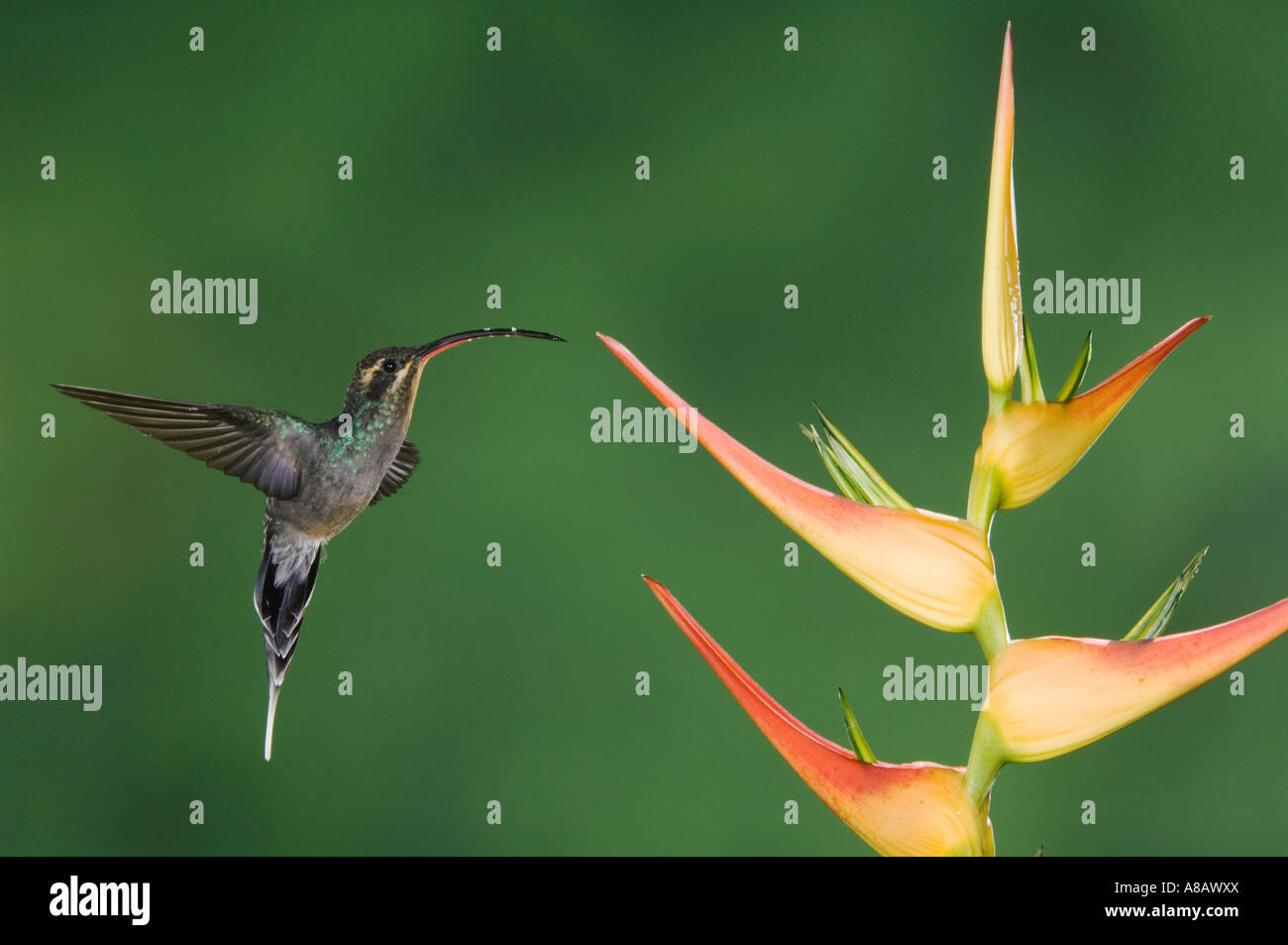 Green Hermit Hummingbird Phaethornis guy female in flight on Heliconia ...