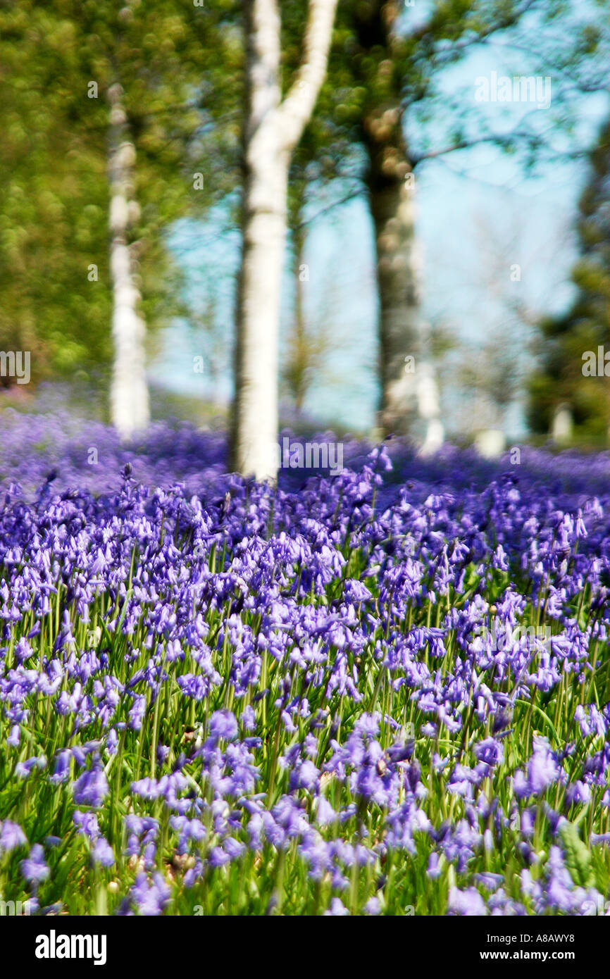 English woodland - silver birch and flowering bluebells shot in early ...
