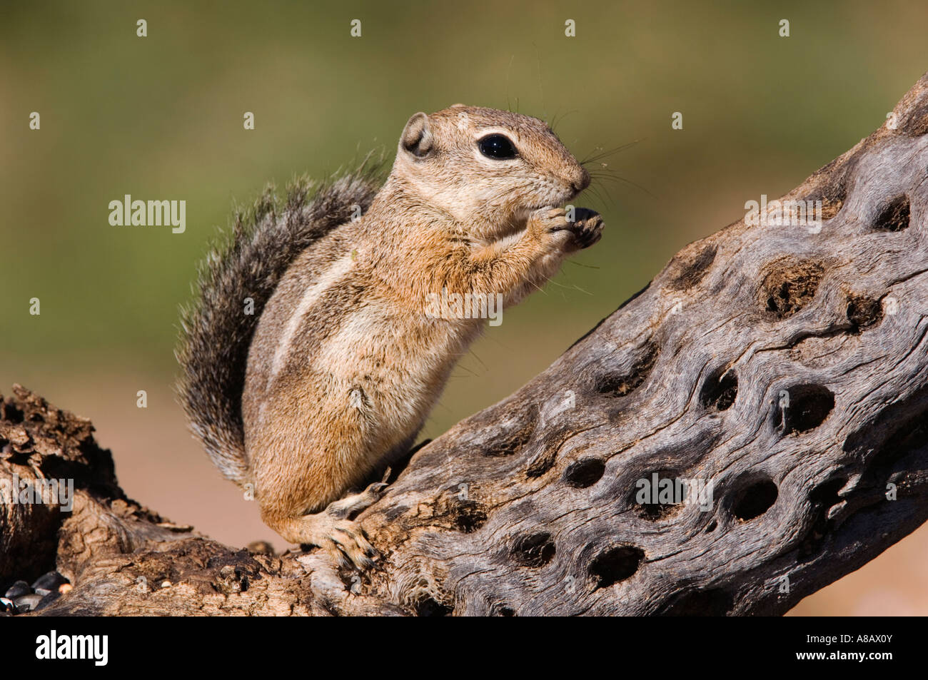 Antelope squirrel hi-res stock photography and images - Alamy