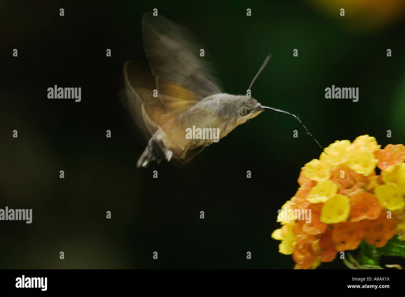 Moth profile hi-res stock photography and images - Alamy