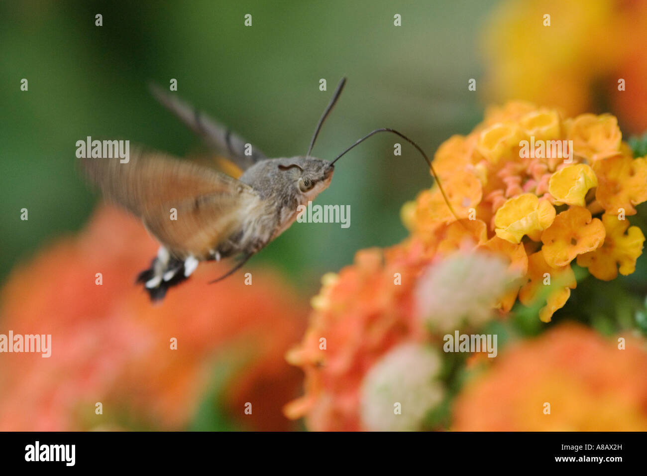 Hummingbird Hawk-moth Macroglossum stellatarum adult in flight drinking ...