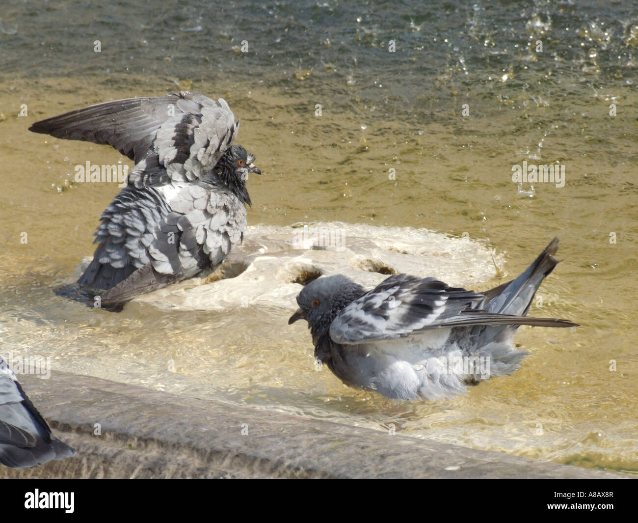 pigeons by fountain in st peter's square rome Stock Photo - Alamy