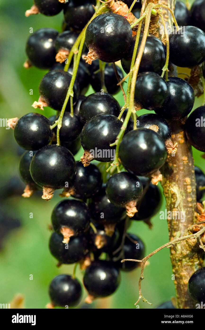 Black currents hi-res stock photography and images - Alamy