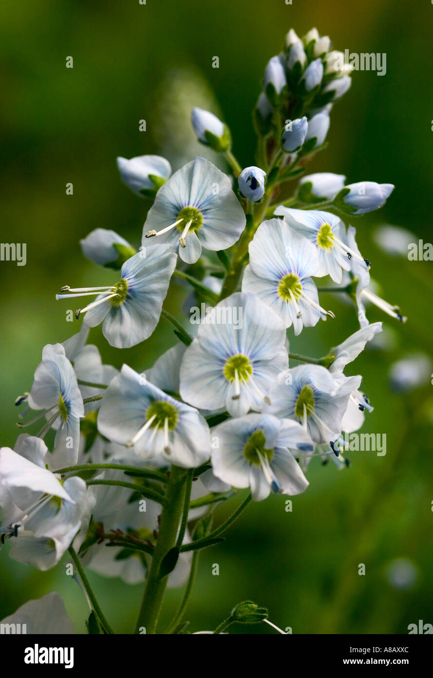 Veronica formosa hi-res stock photography and images - Alamy