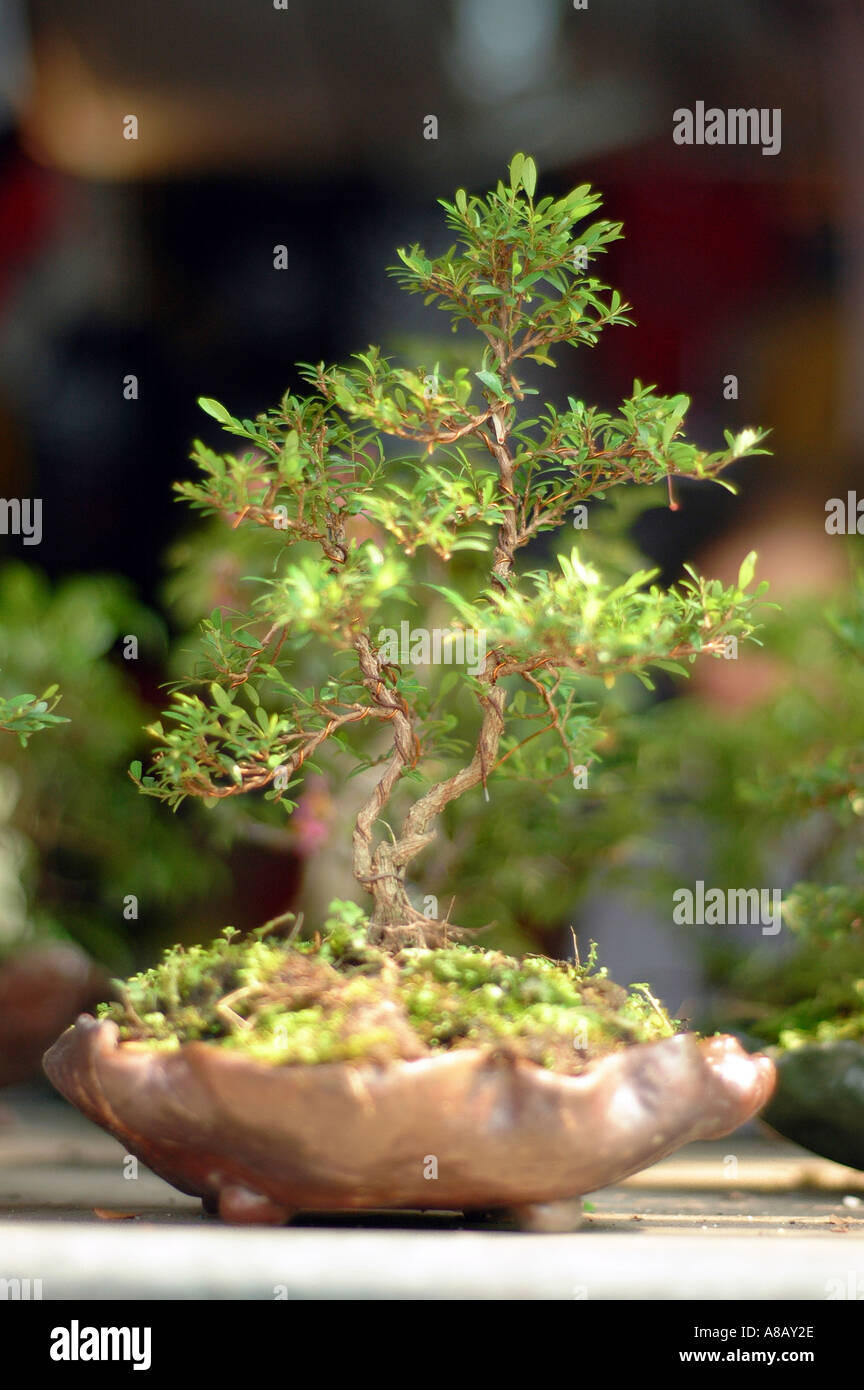 Bonsai dwarf plants Stock Photo - Alamy