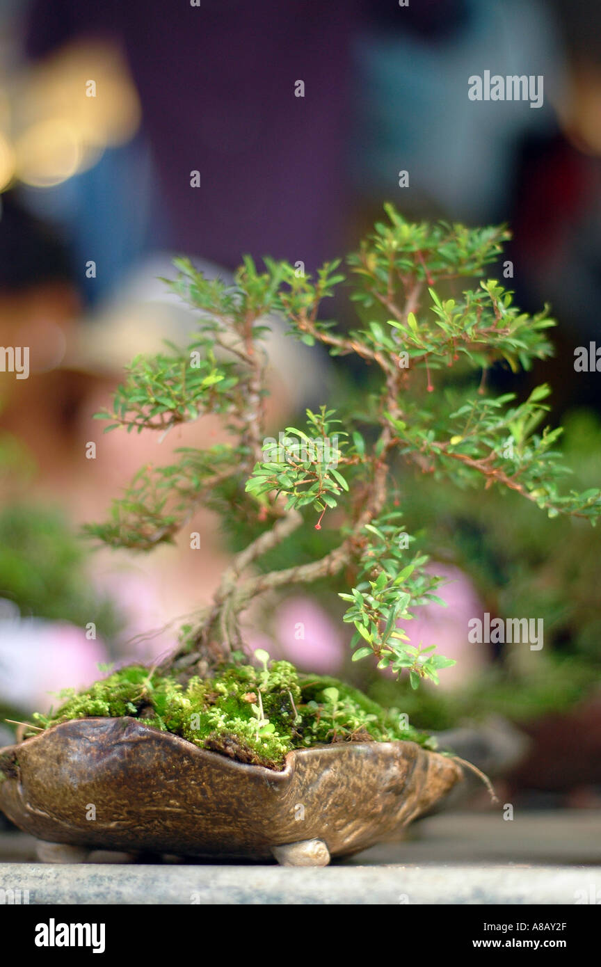Bonsai dwarf plants Stock Photo - Alamy