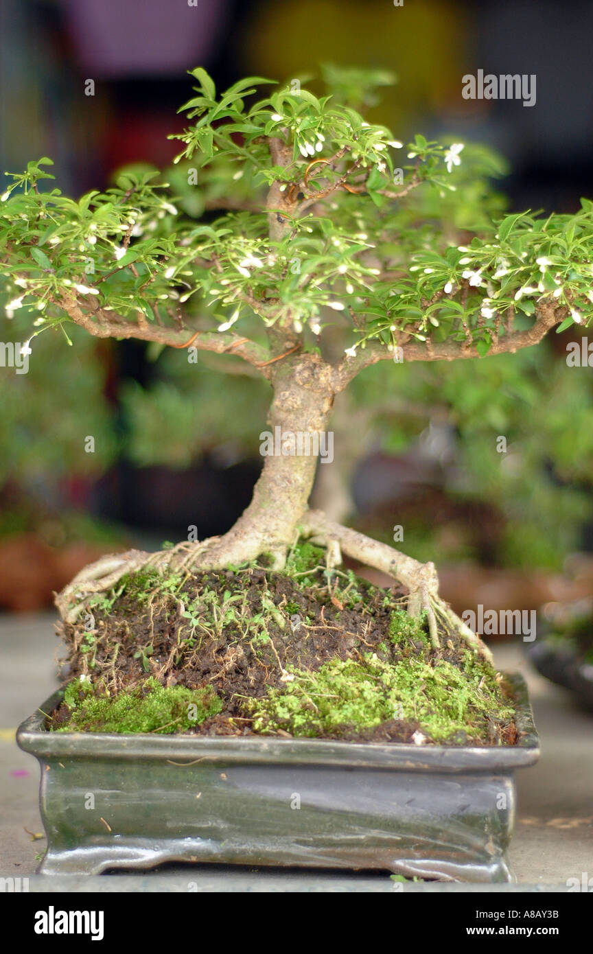 Bonsai dwarf plants Stock Photo - Alamy