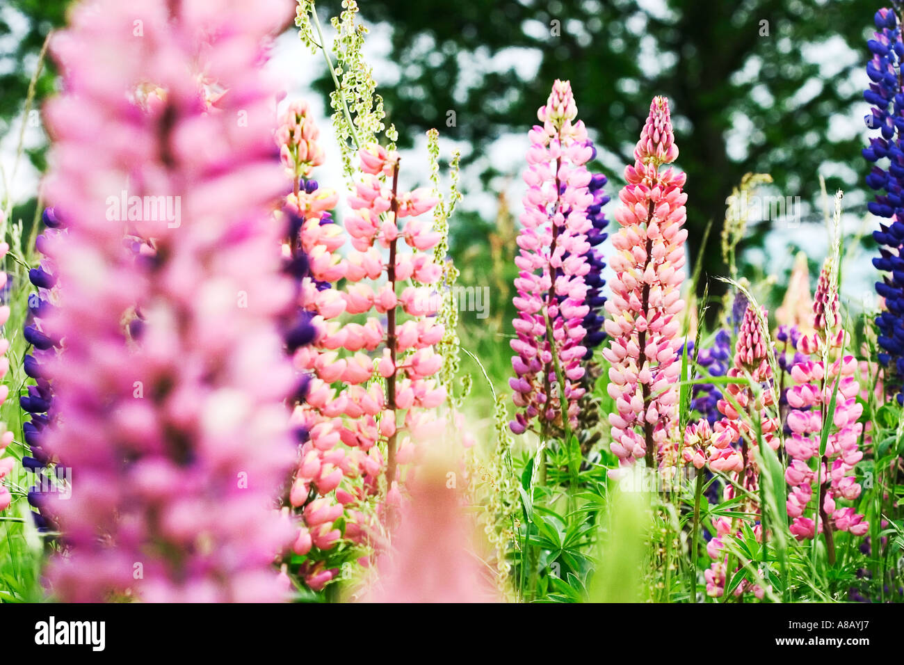 Tall spires of flowers hi-res stock photography and images - Alamy