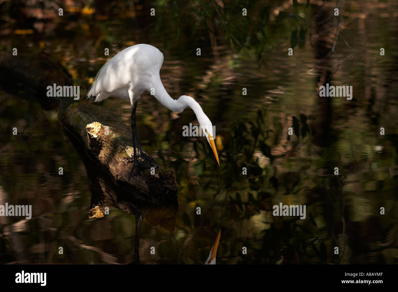 egret bird white florida everglades animals wildlife feathers lake pond ...