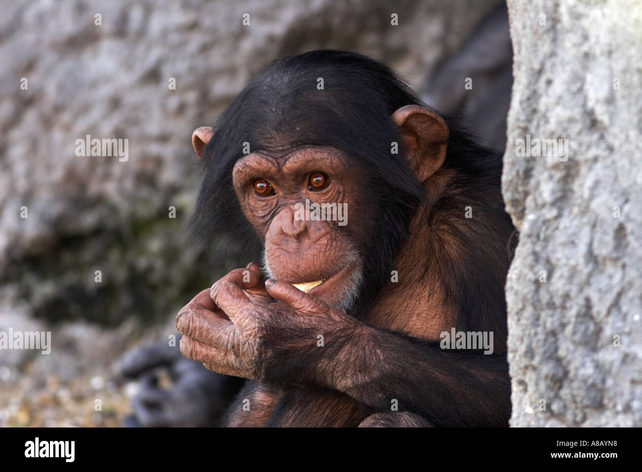 monkey primate zoo animal nature feeding time eyes skin chimp Stock ...