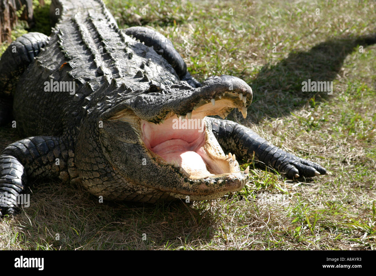 Florida alligator with mouth open Stock Photo - Alamy