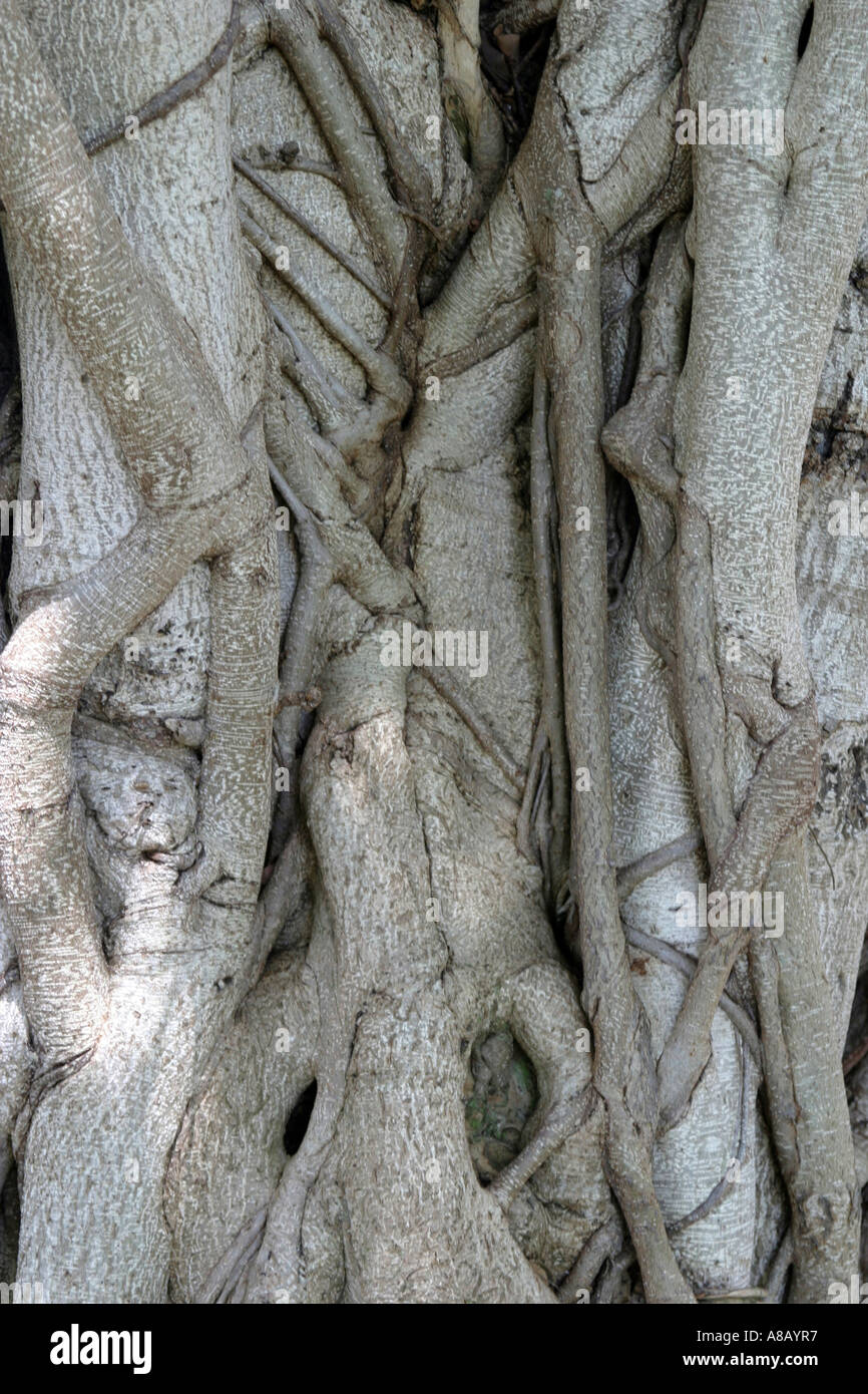 Banyon tree roots hi-res stock photography and images - Alamy