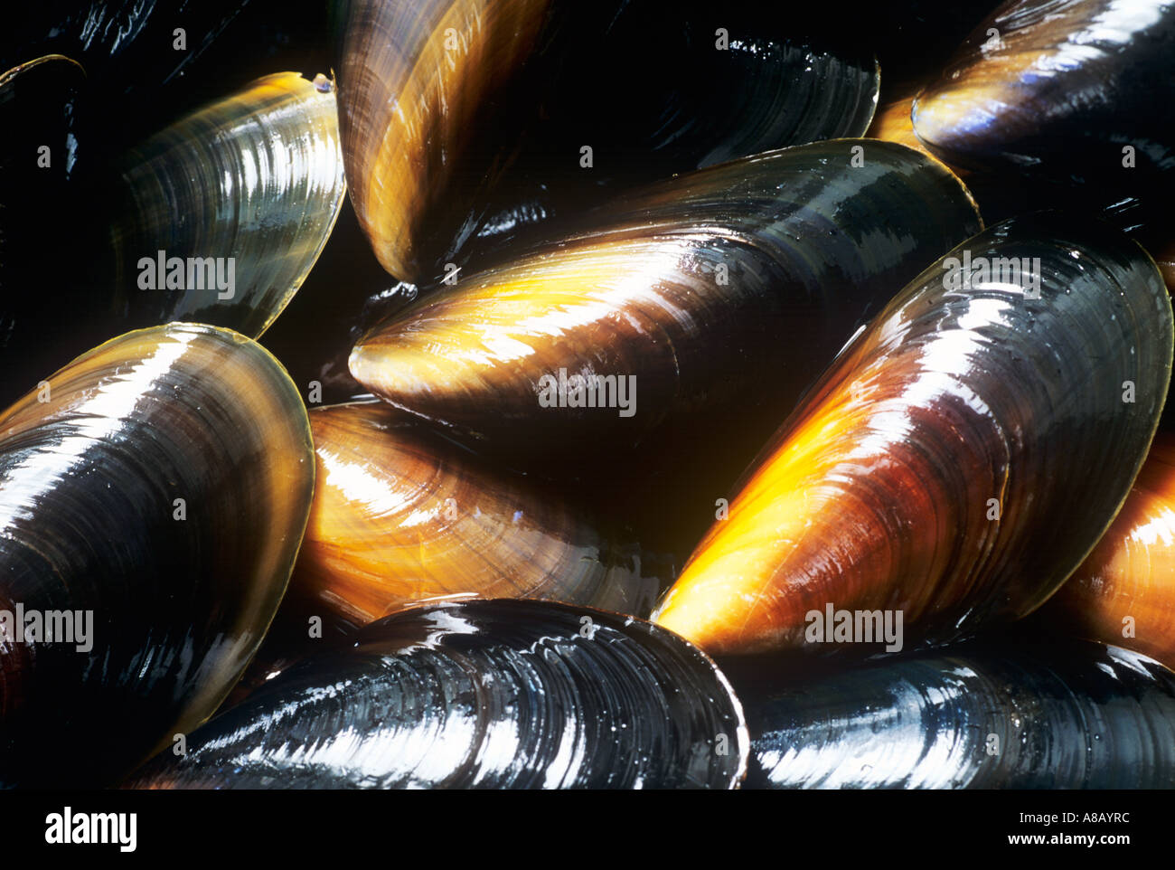 Rope grown mussels hi-res stock photography and images - Alamy