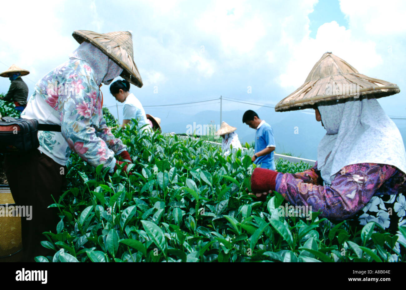 Ali mountain tea hi-res stock photography and images - Alamy