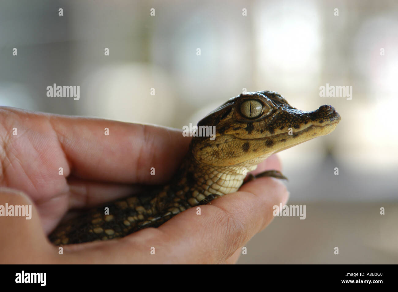 Baby Caiman, La Mosquitia, Honduras Stock Photo - Alamy
