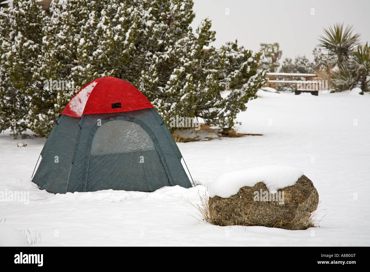 Rare winter snowfall Ryan campground Joshua Tree National Park ...