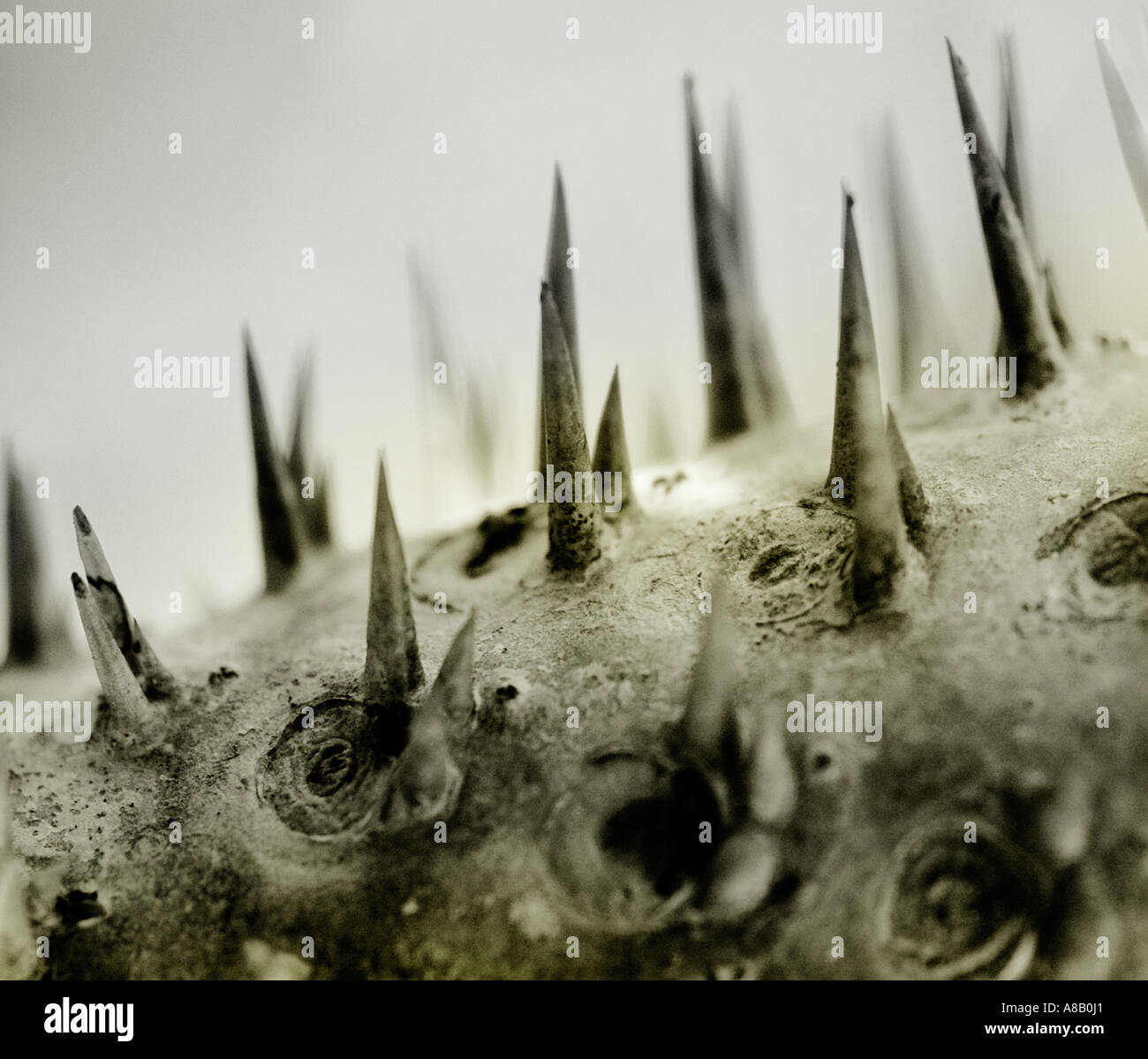 Edge of thorns hi-res stock photography and images - Alamy