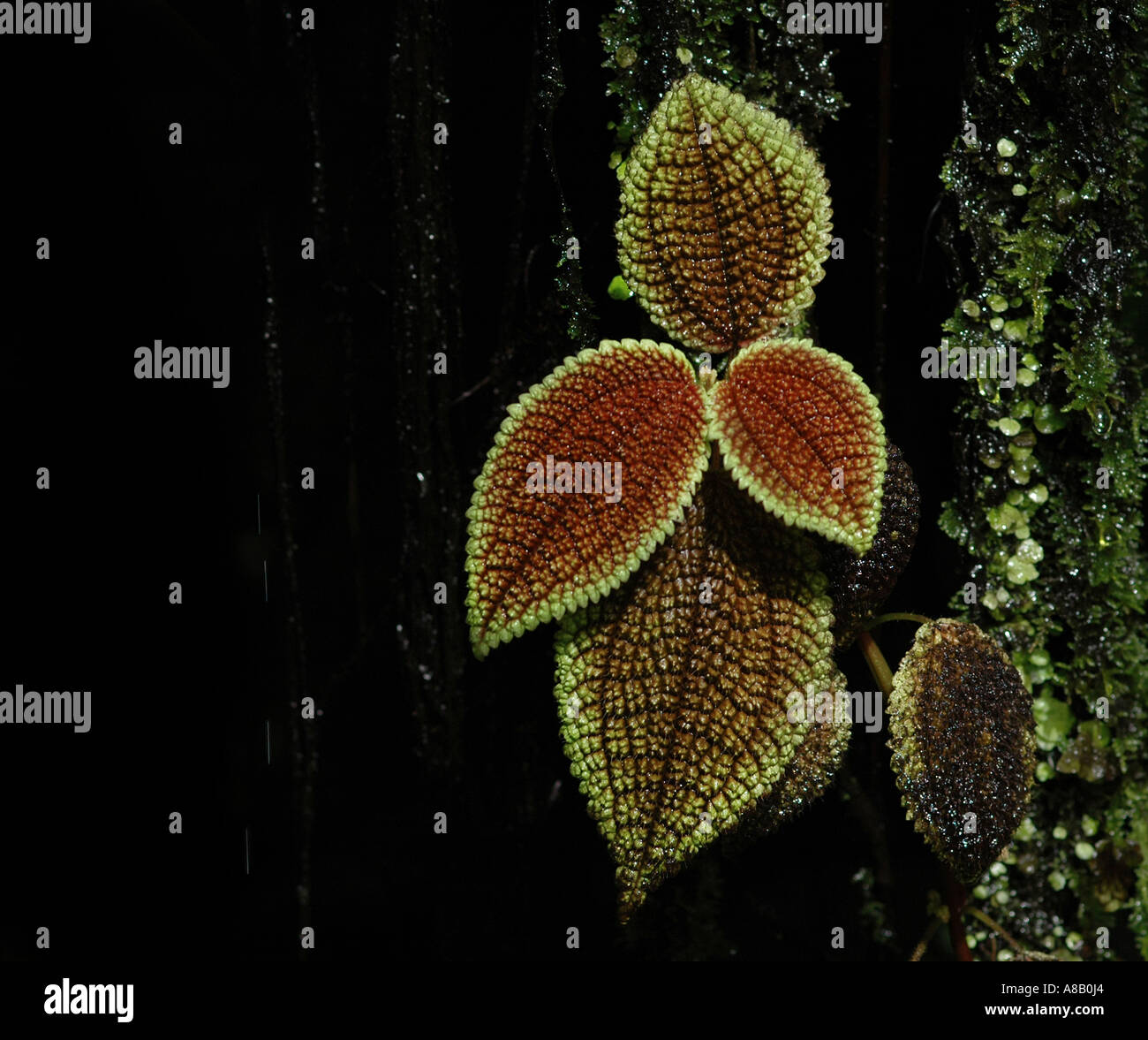 A plant is drenched with water Stock Photo - Alamy
