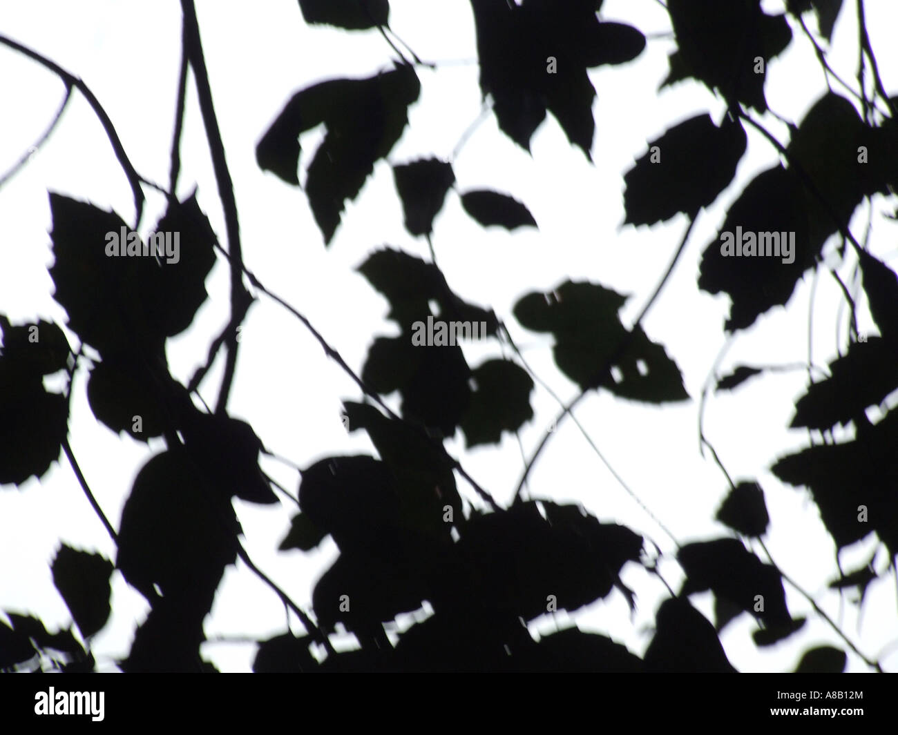 backlit leaves on tree Stock Photo - Alamy