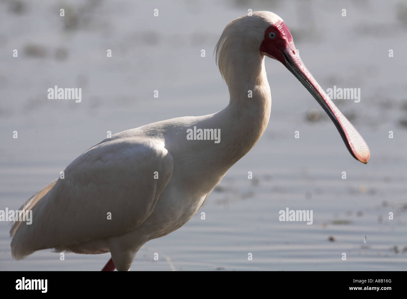 African Spoonbill (platalea alba) at a lake, South Africa Stock Photo ...