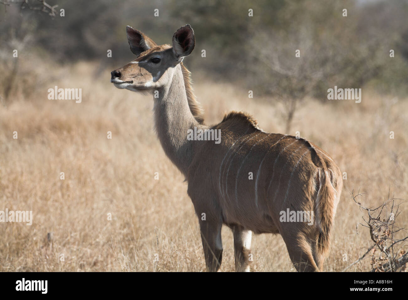 Greater Kudu in South Africa Stock Photo - Alamy