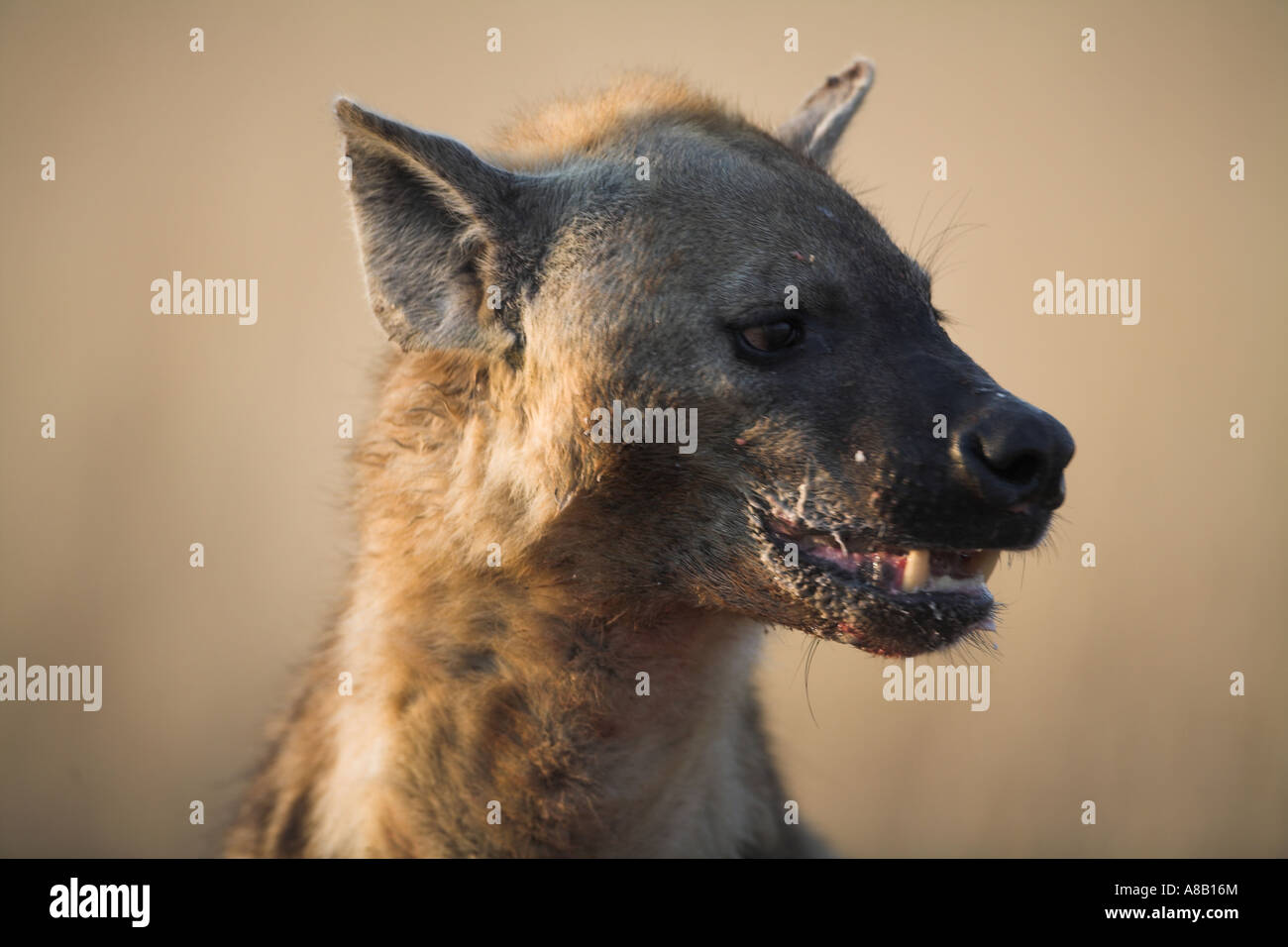Spotted Hyena (crocuta crocuta) at a kill, South Africa Stock Photo - Alamy