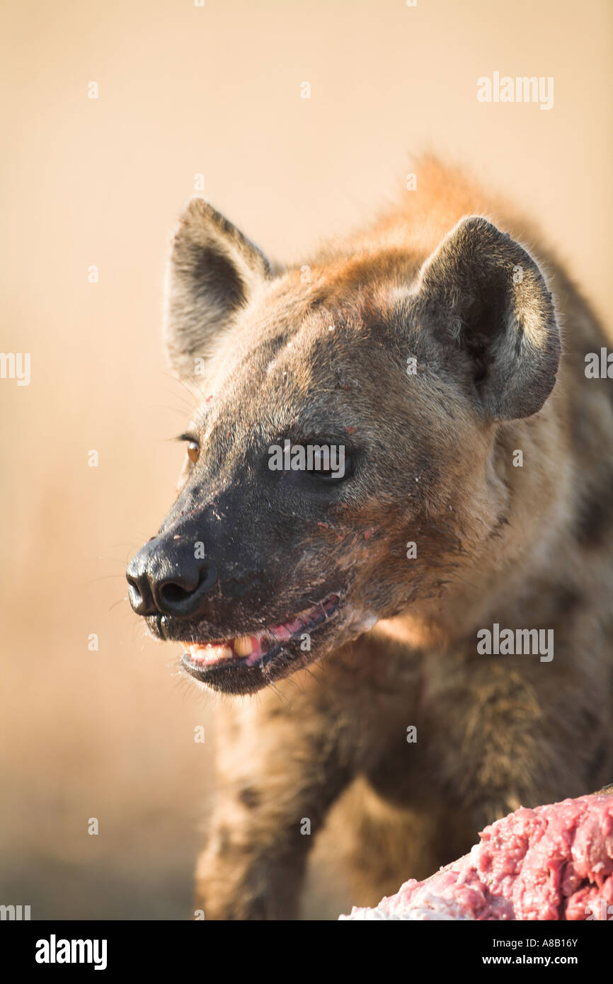Spotted Hyena (crocuta crocuta) at a kill, South Africa Stock Photo - Alamy