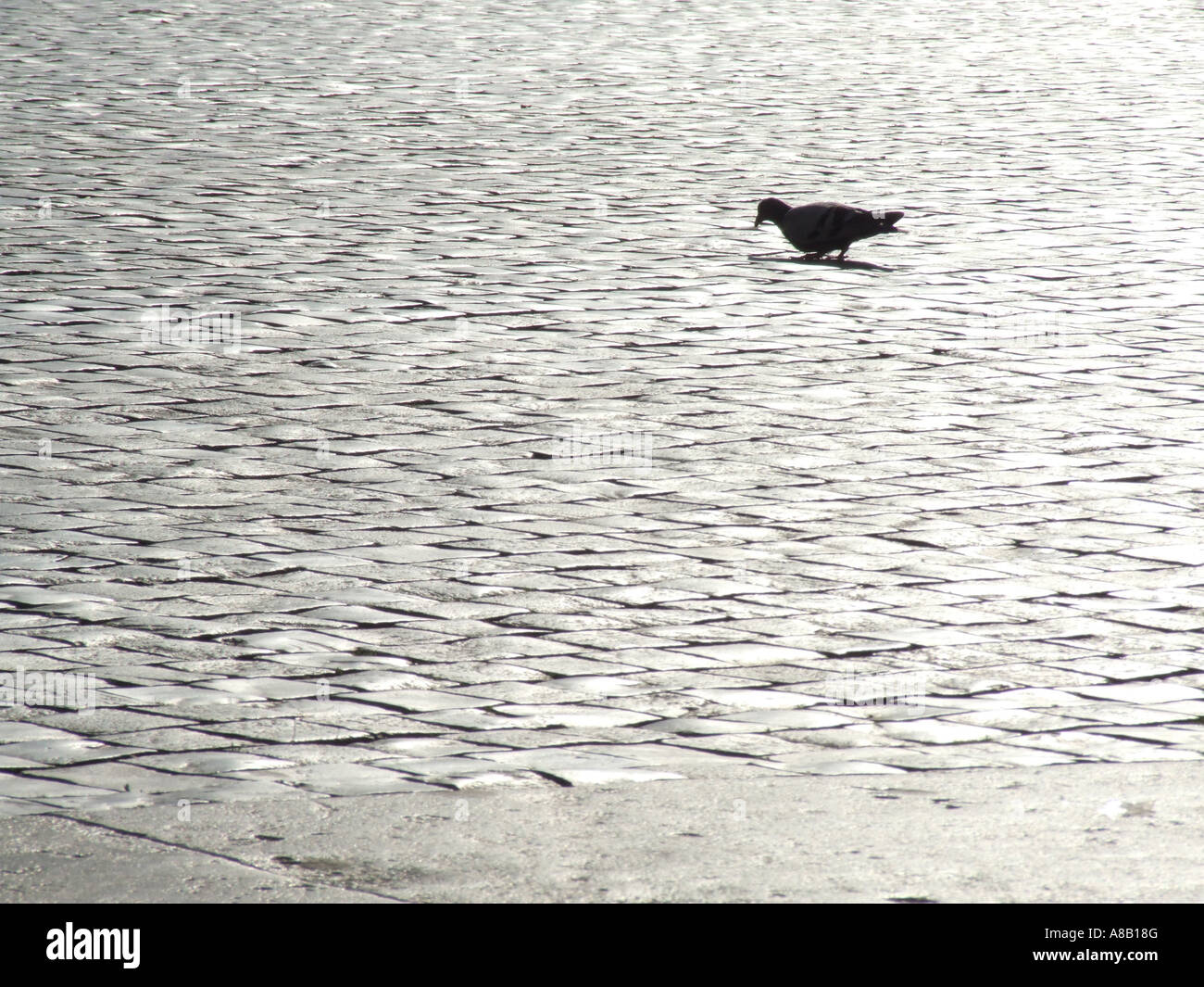 silhouette of bird Stock Photo - Alamy