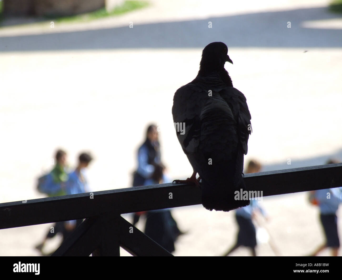 pigeon perching on fence Stock Photo - Alamy
