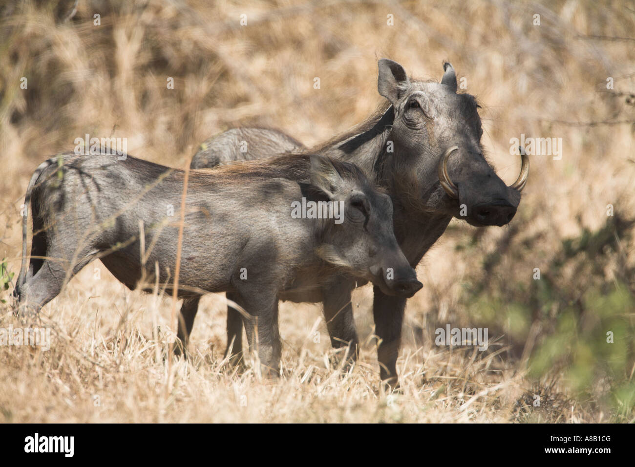 Common Warthog in South Africa Stock Photo - Alamy