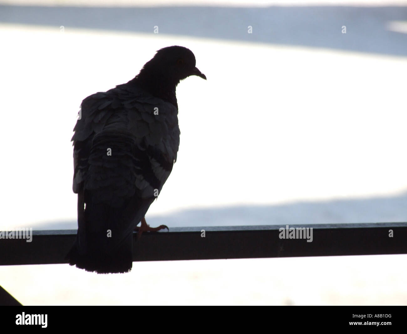 pigeon perching on fence Stock Photo - Alamy