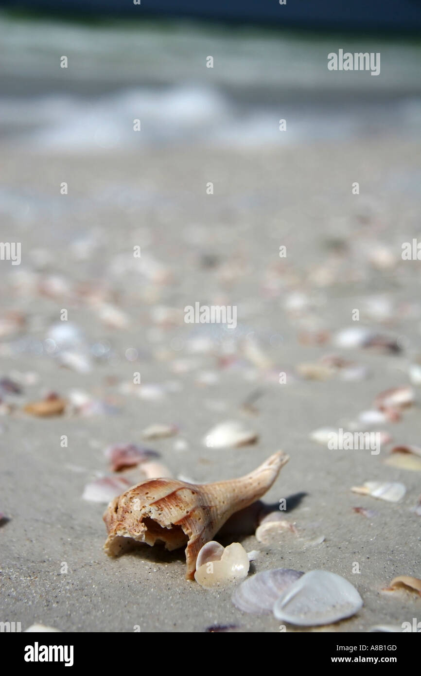 Horse conch shell on the beach, florida Stock Photo - Alamy