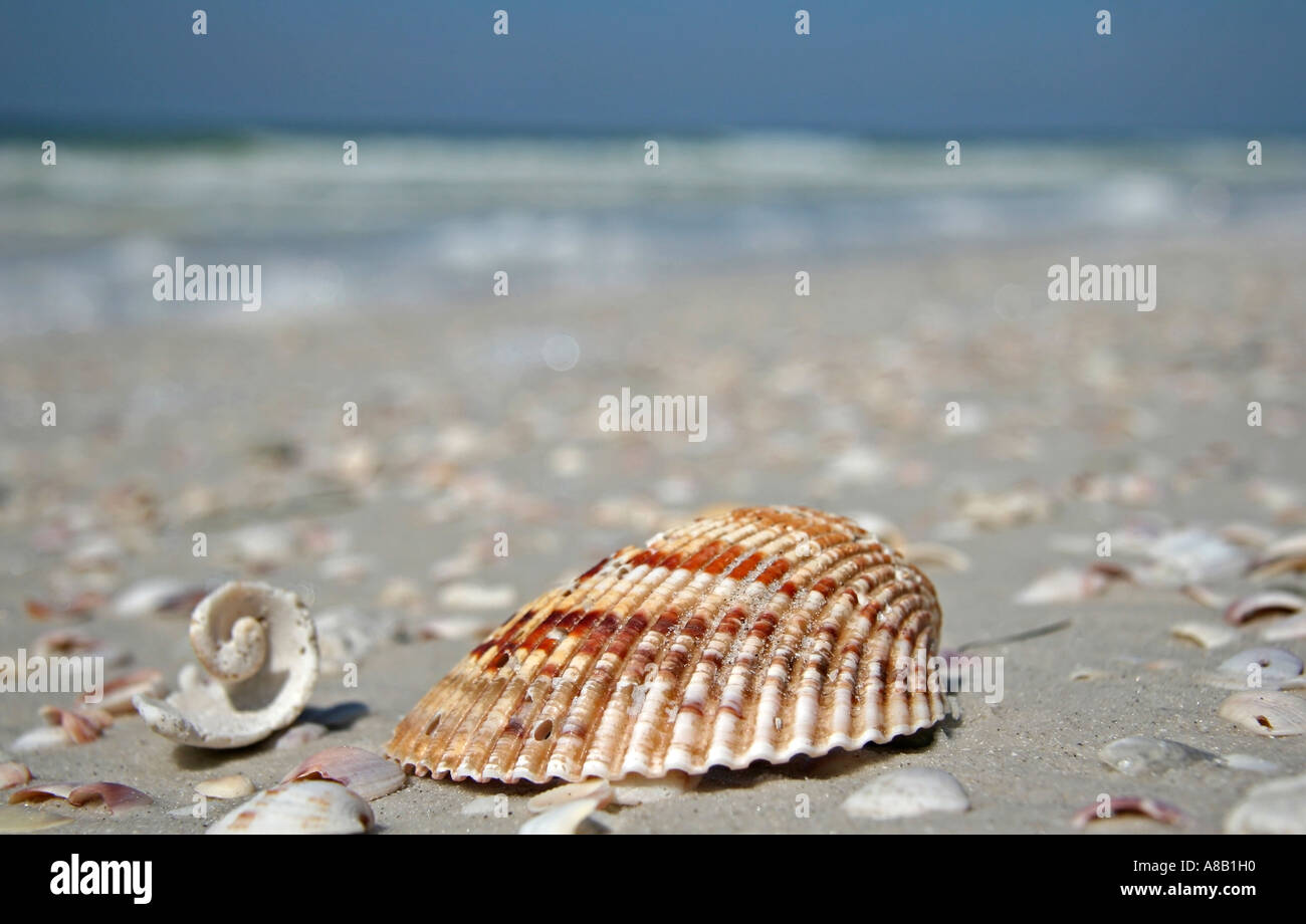 Shells of Broad Ribbed Cardita Caladesi Island Florida USA Carditamera ...
