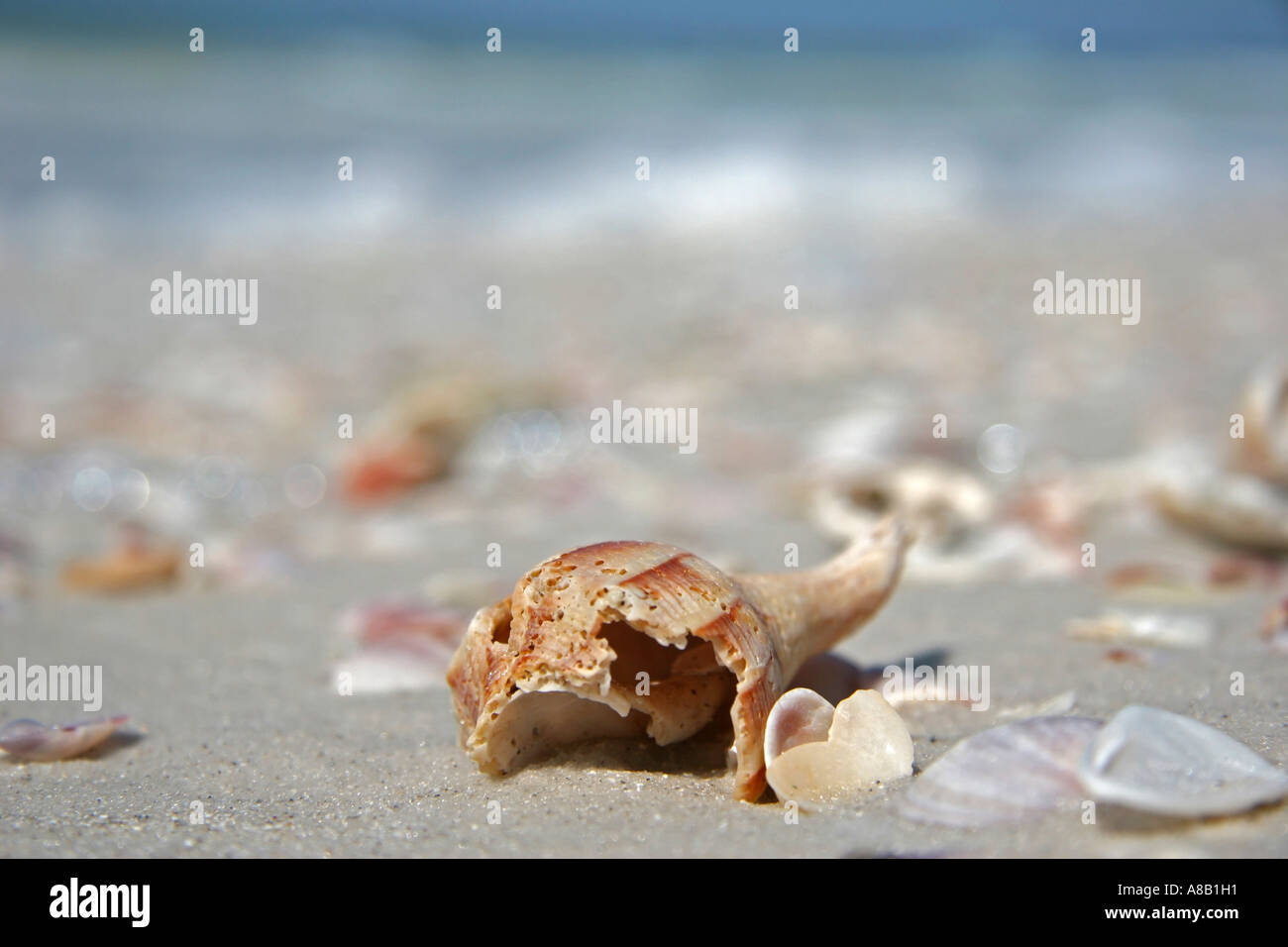 Florida horse conch shell hi-res stock photography and images - Alamy