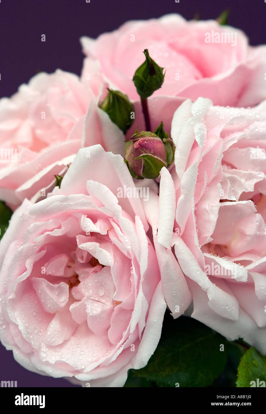 Pastel pink roses hi-res stock photography and images - Alamy