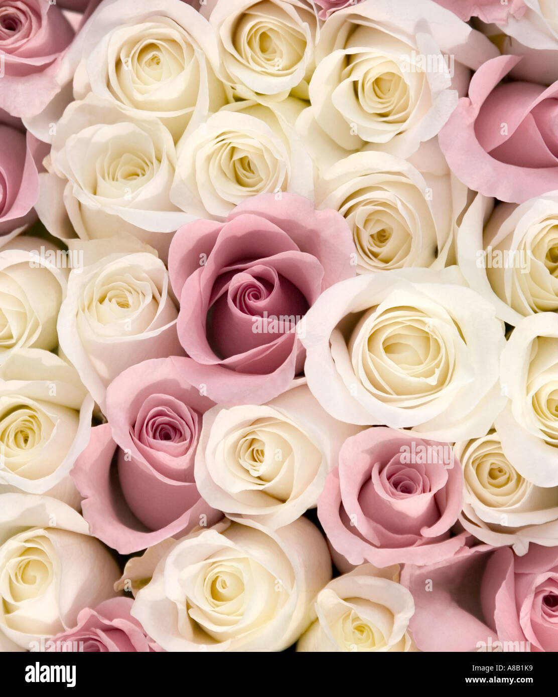 Pink and white roses Stock Photo - Alamy
