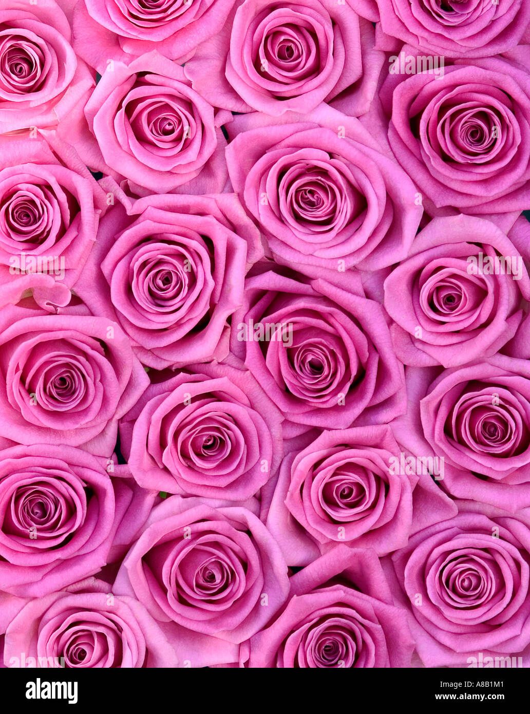 Many tight petals hi-res stock photography and images - Alamy