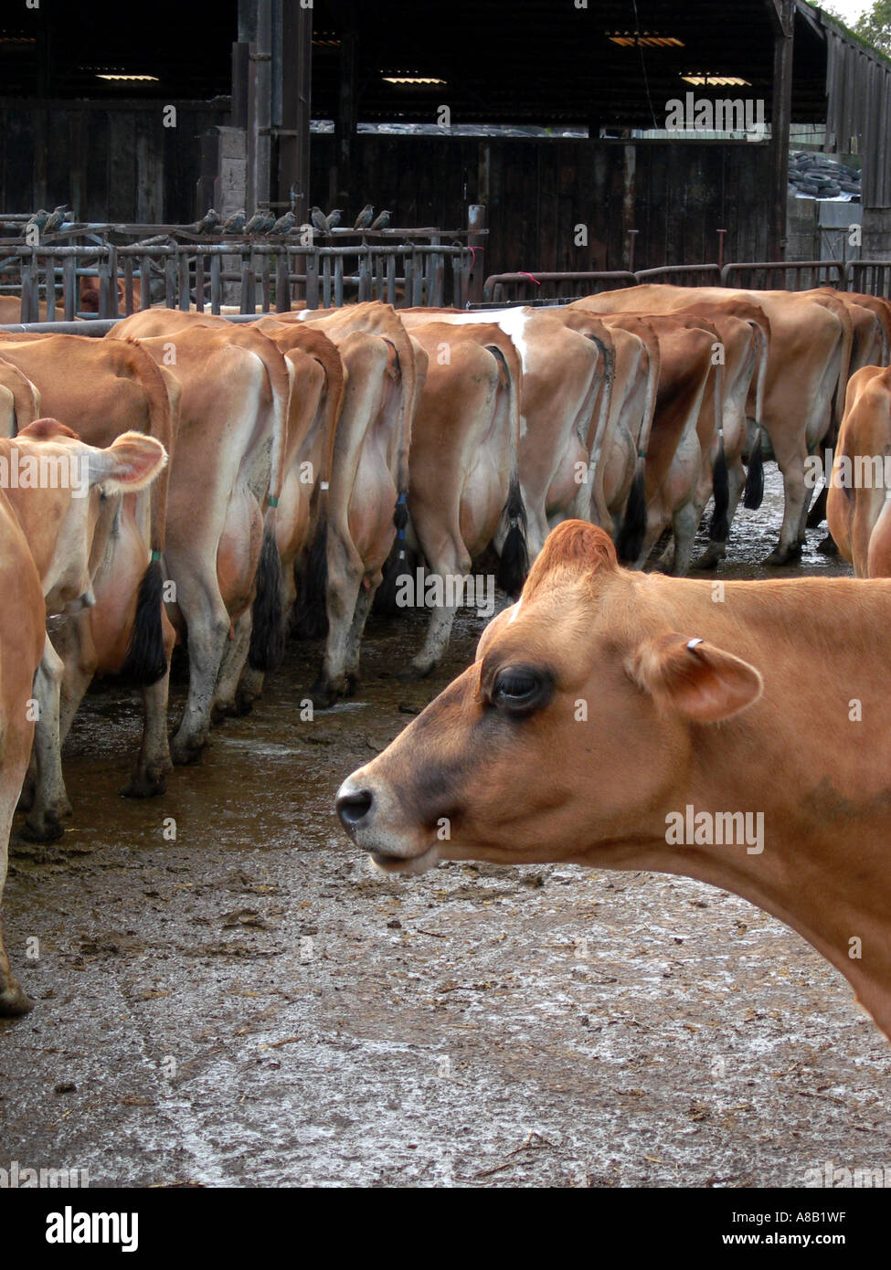 Dairy cows on a farm Stock Photo - Alamy